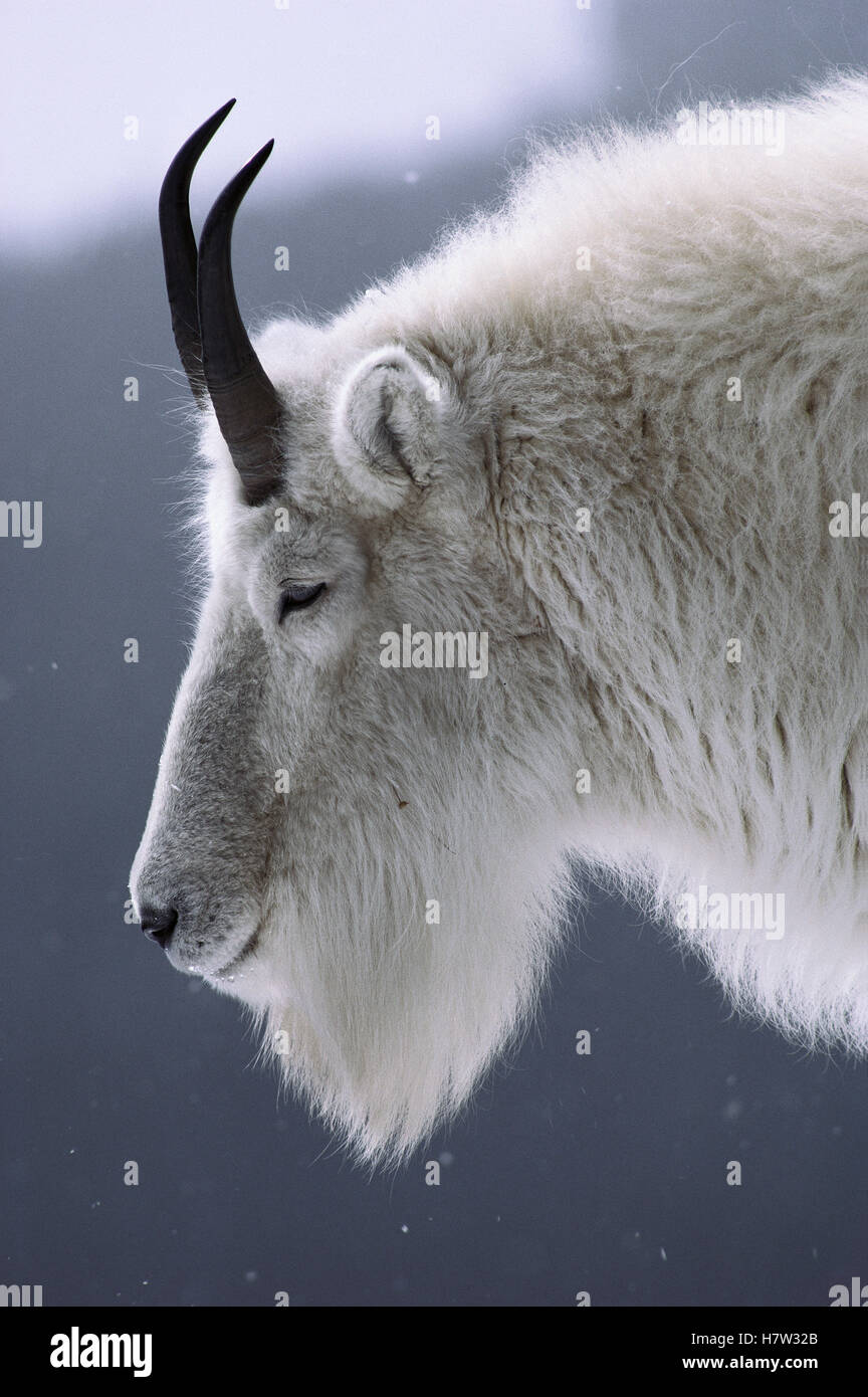 Mountain Goat (Oreamnos americanus) portrait, Rocky Mountains, North ...