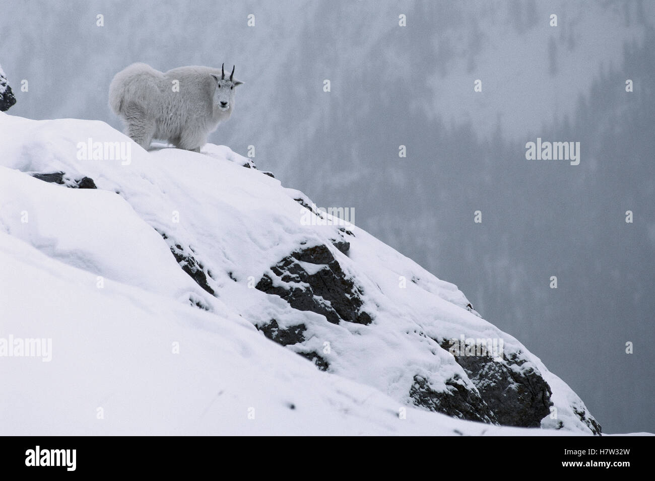 Mountain Goat (Oreamnos americanus) in snow, Banff National Park, Rocky ...