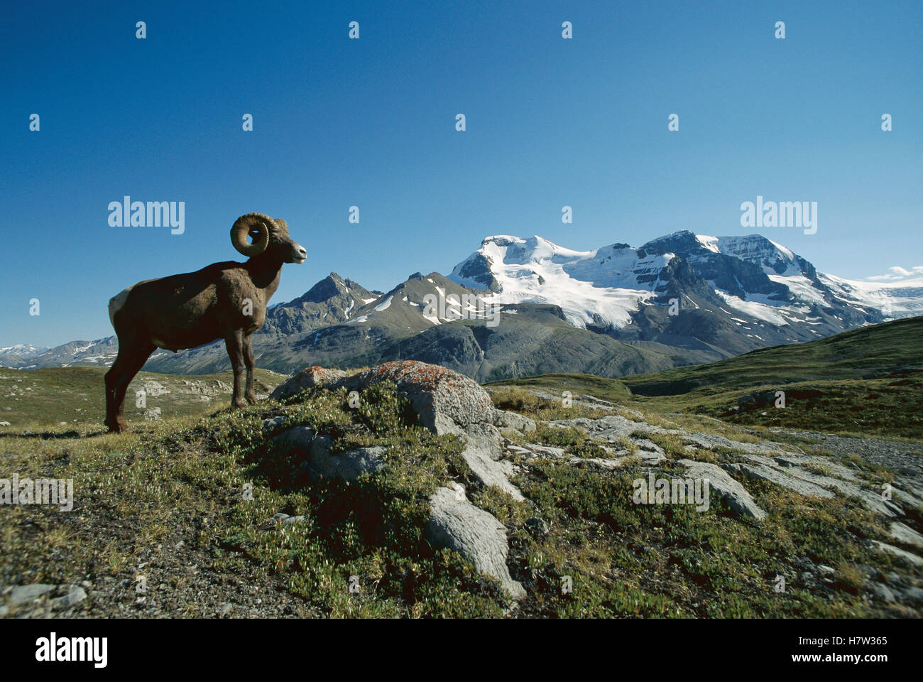 Bighorn Sheep (Ovis canadensis) male, Rocky Mountains, North America ...