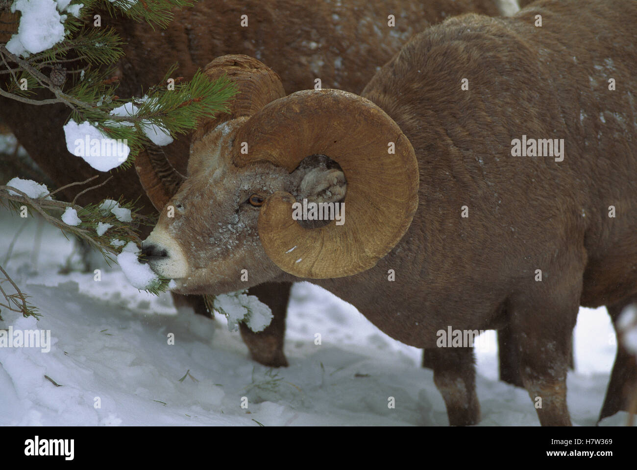 Bighorn Sheep (Ovis canadensis) male browsing on a pine tree, Rocky ...