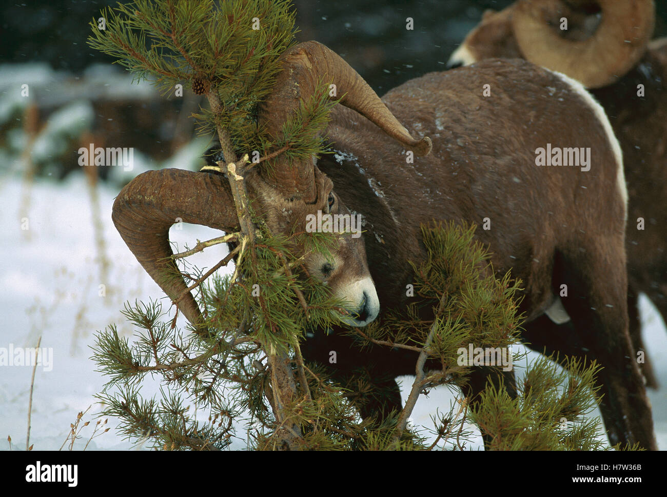 Bighorn Sheep (Ovis canadensis) male scratching his head on a small ...