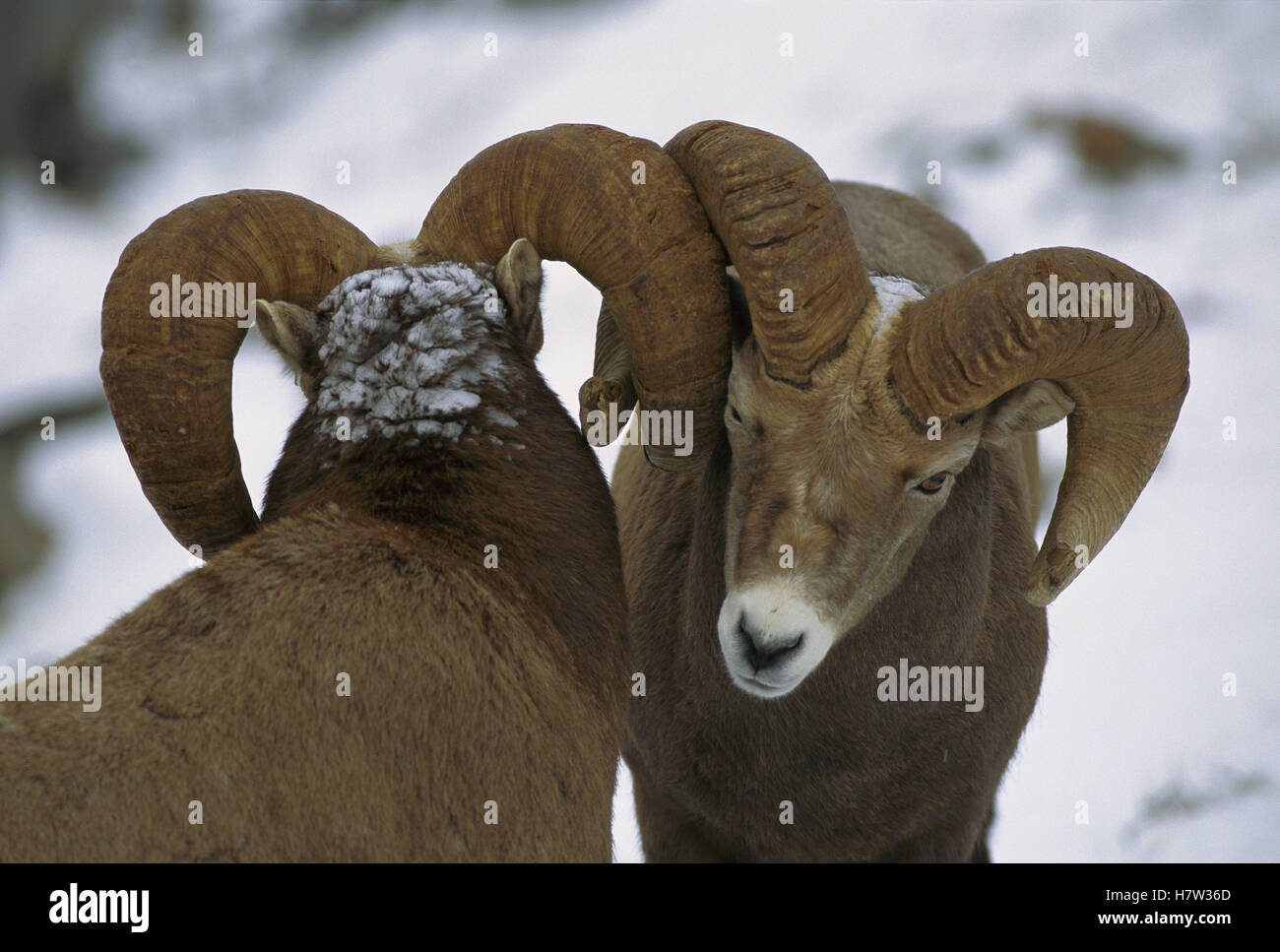 Bighorn Sheep (Ovis canadensis) males locking horns, Rocky Mountains ...