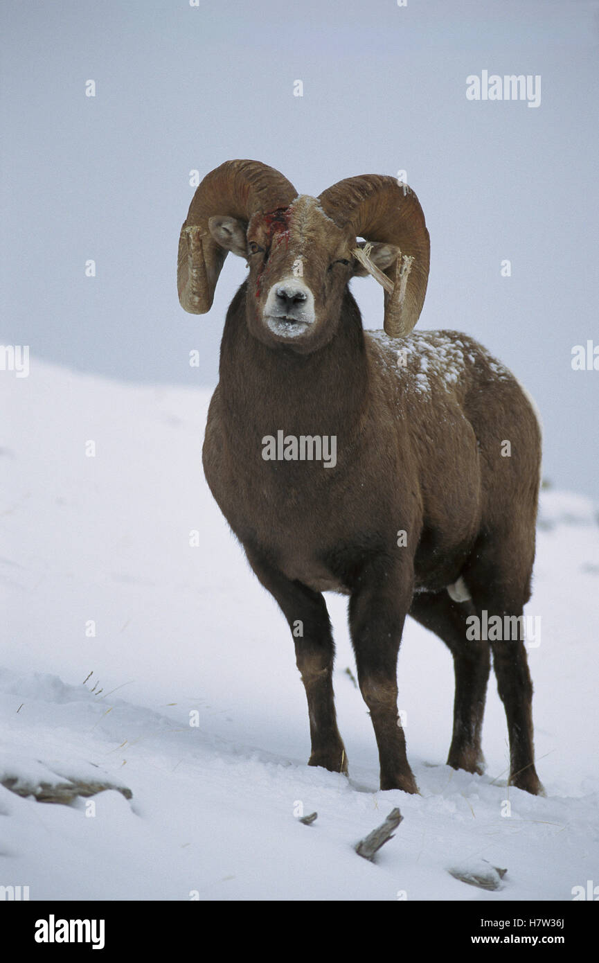 Bighorn Sheep (Ovis canadensis) male with bloody head and a broken horn ...