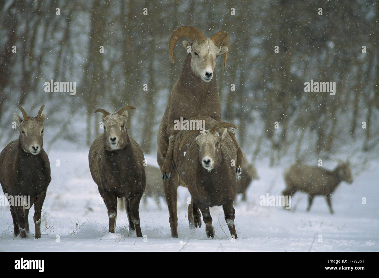 Bighorn Sheep (Ovis canadensis) male attempting to mate with a female ...