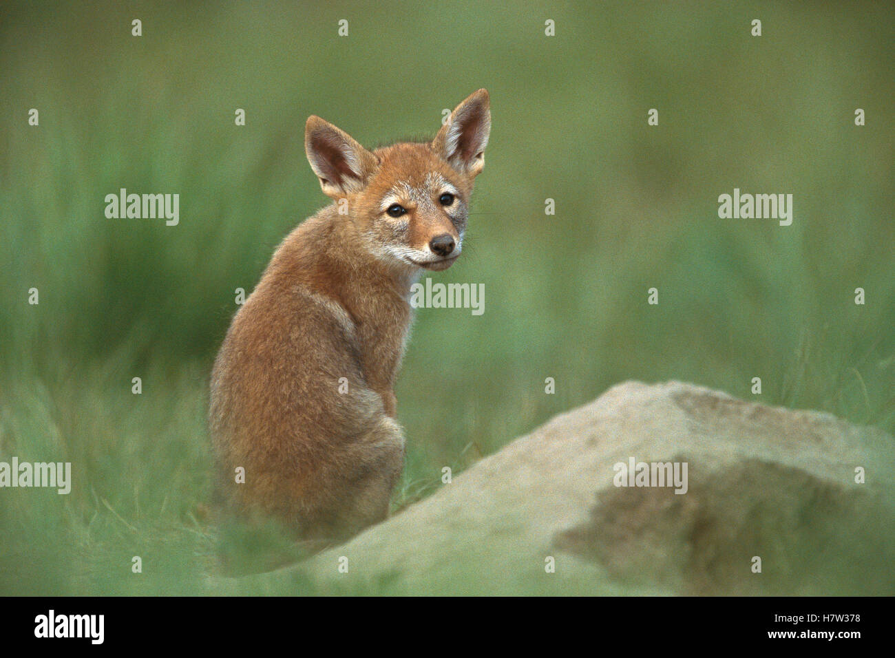 Coyote (Canis latrans) pup looking back over its shoulder, Glacier ...