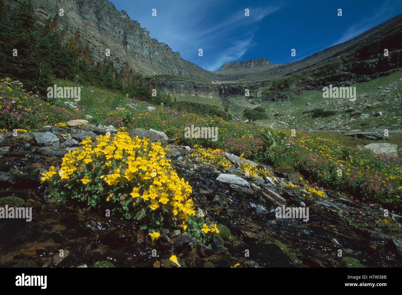 Subalpine Monkeyflower (Mimulus tilingii) in meadow, Glacier National ...