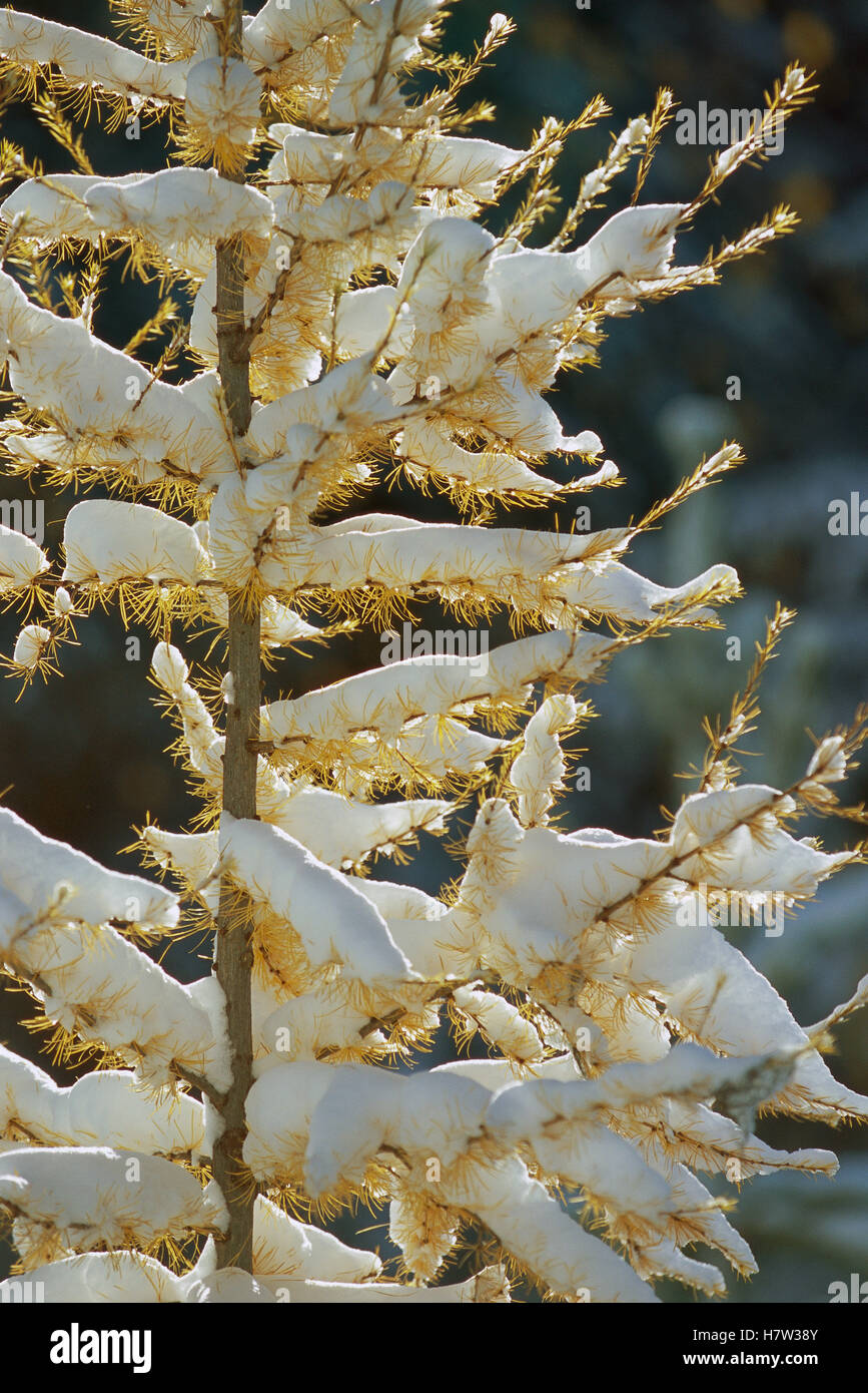 Larch (Larix sp) tree covered with snow, Glacier National Park, Montana ...