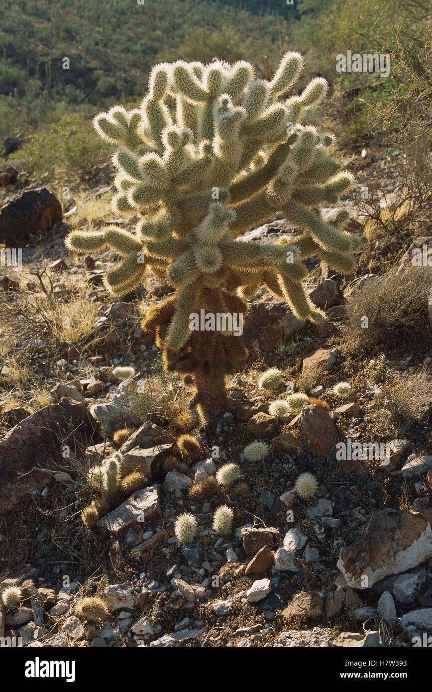 Teddy Bear Cholla (Cylindropuntia bigelovii) cactus surrounded with ...