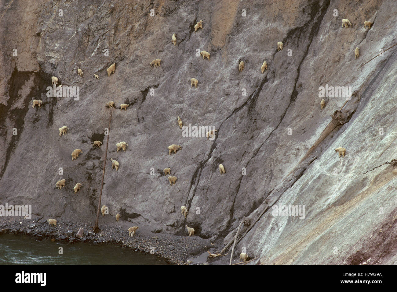 Mountain Goat (Oreamnos americanus) herd licking salt and minerals from ...