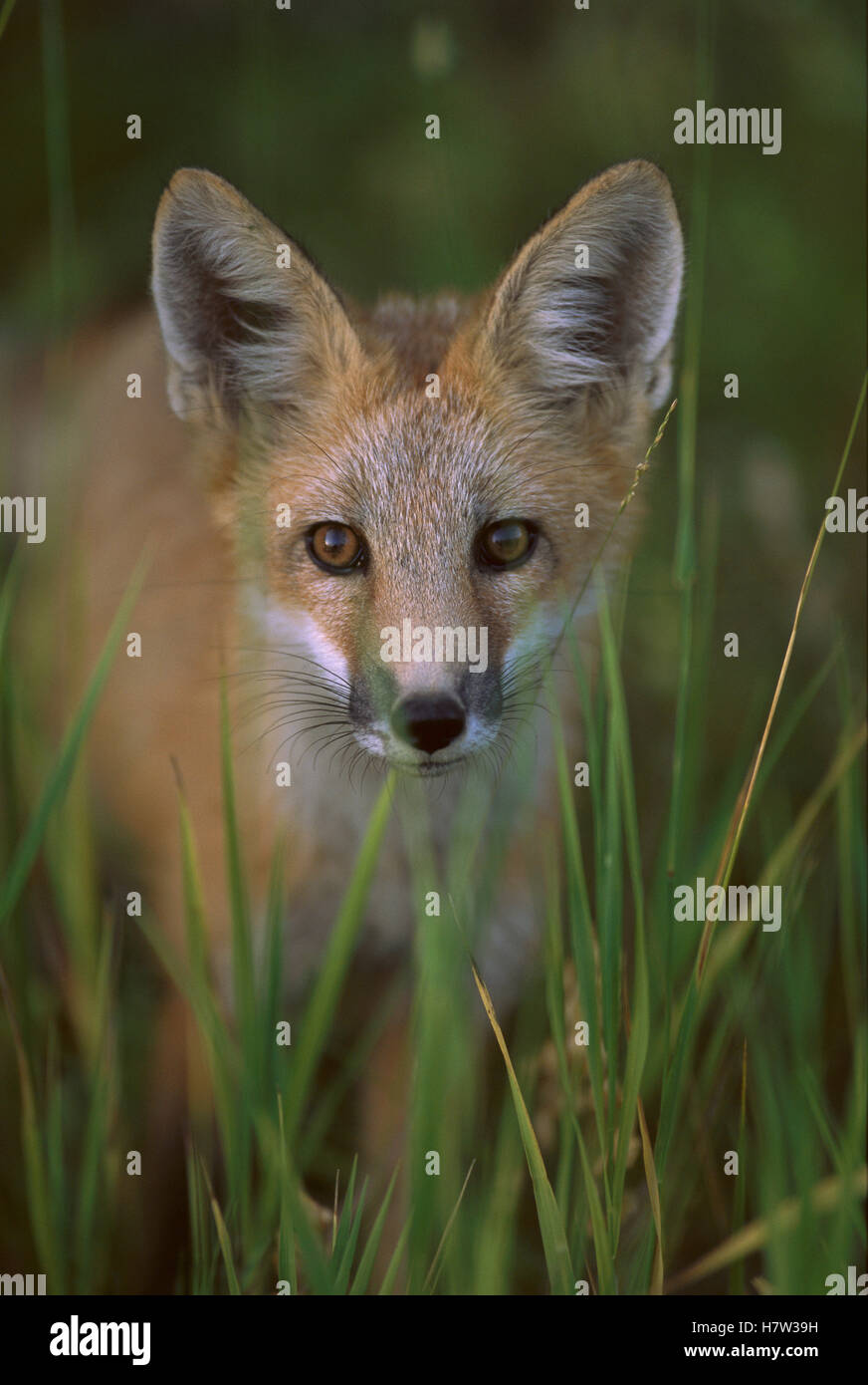 Red Fox (Vulpes vulpes) juvenile, Rocky Mountains, North America Stock Photo - Alamy
