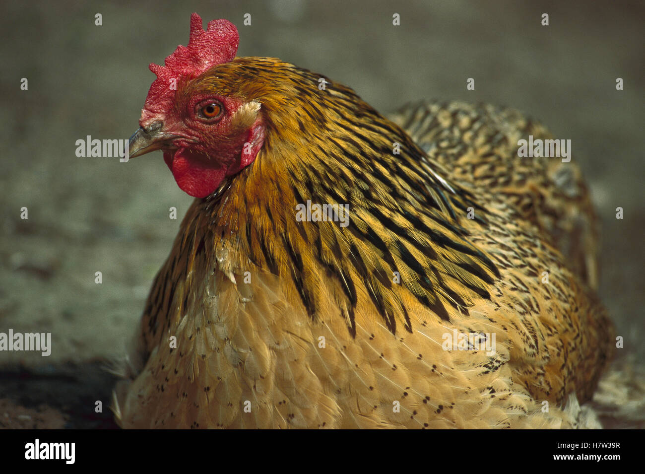 Domestic Chicken (Gallus domesticus) hen, northern Germany Stock Photo ...