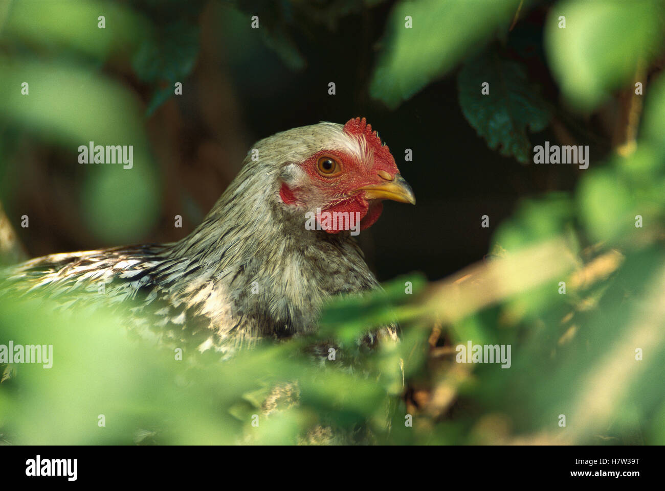 Domestic Chicken (Gallus domesticus) hen hiding behind vegetation ...