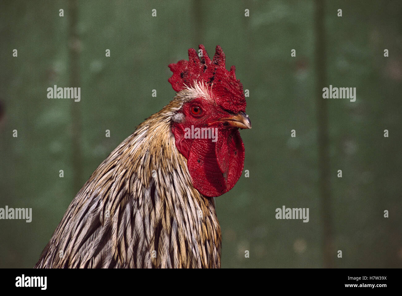 Domestic Chicken (Gallus domesticus) rooster, northern Germany Stock ...