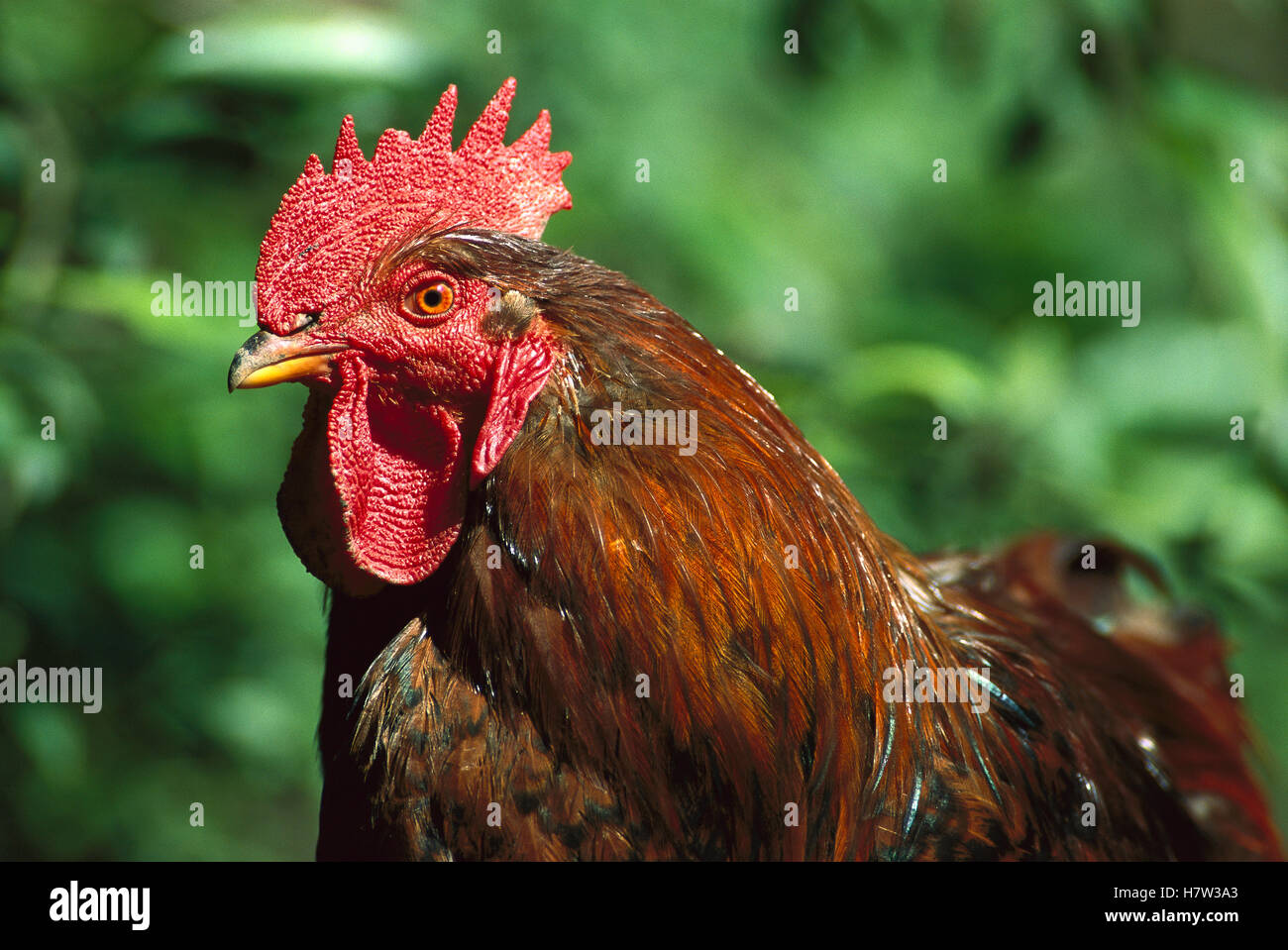 Domestic Chicken (Gallus domesticus) rooster, northern Germany Stock ...