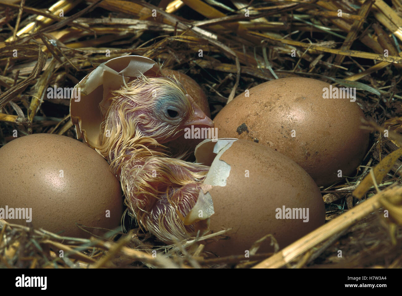 Domestic Chicken (Gallus domesticus) chick hatching from egg in nest ...