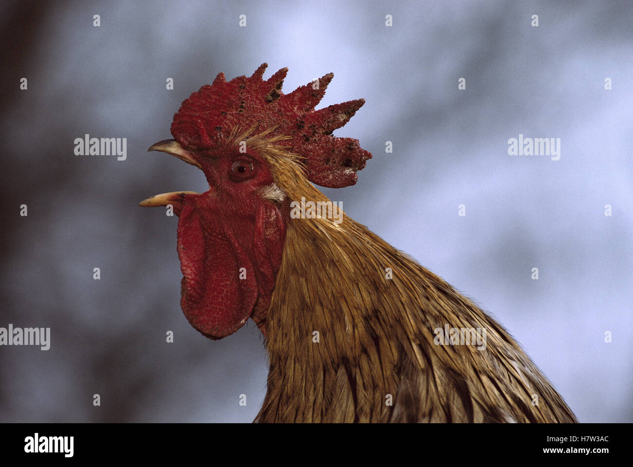 Domestic Chicken (Gallus domesticus) rooster crowing, northern Germany ...