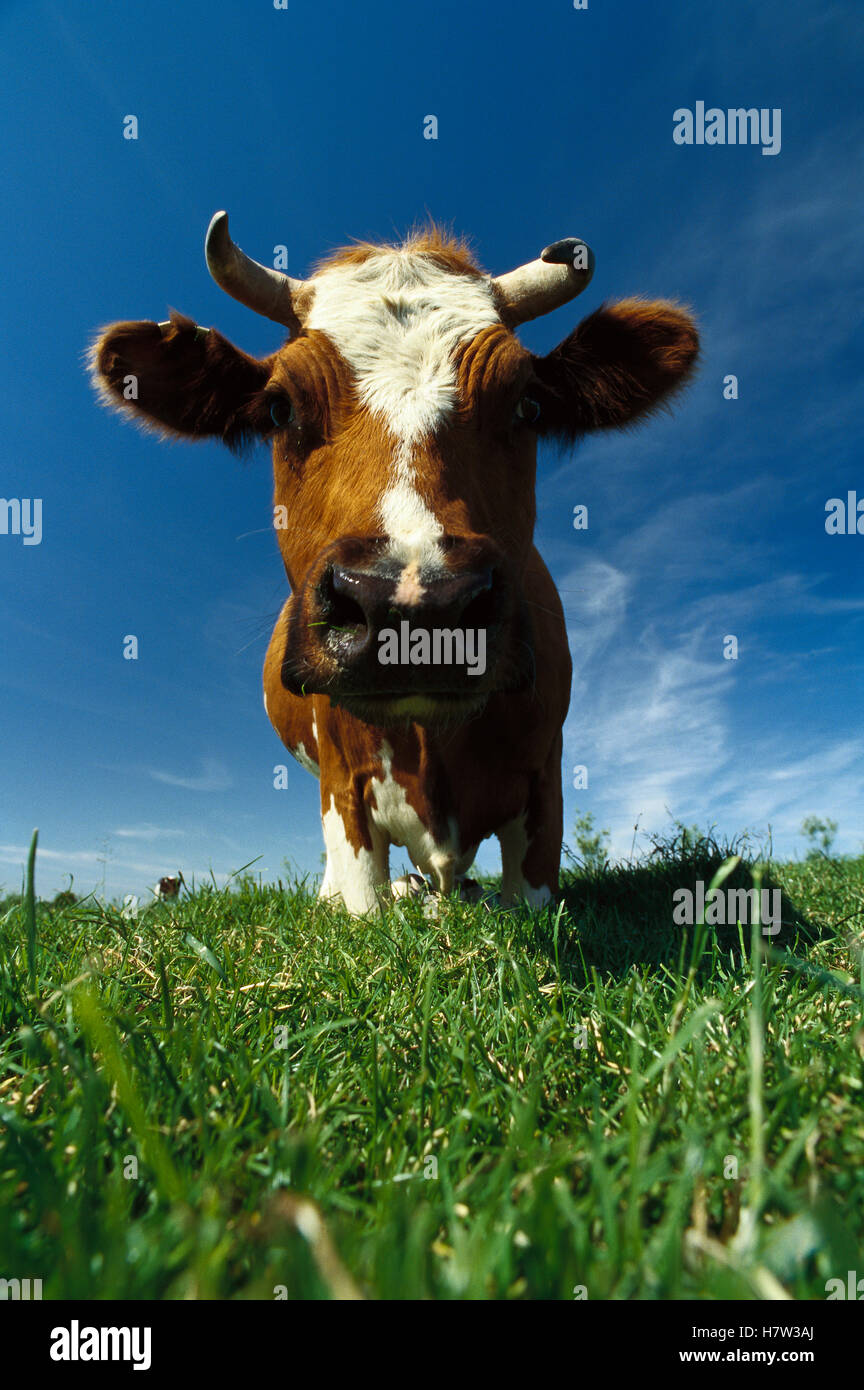Domestic Cattle (Bos taurus) standing in meadow, northern Germany Stock ...