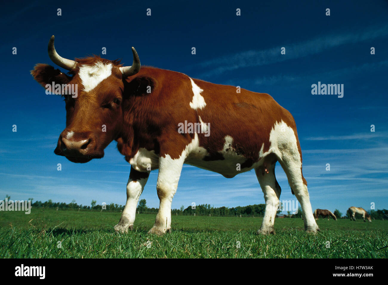 Domestic Cattle (Bos taurus) standing in meadow, northern Germany Stock ...