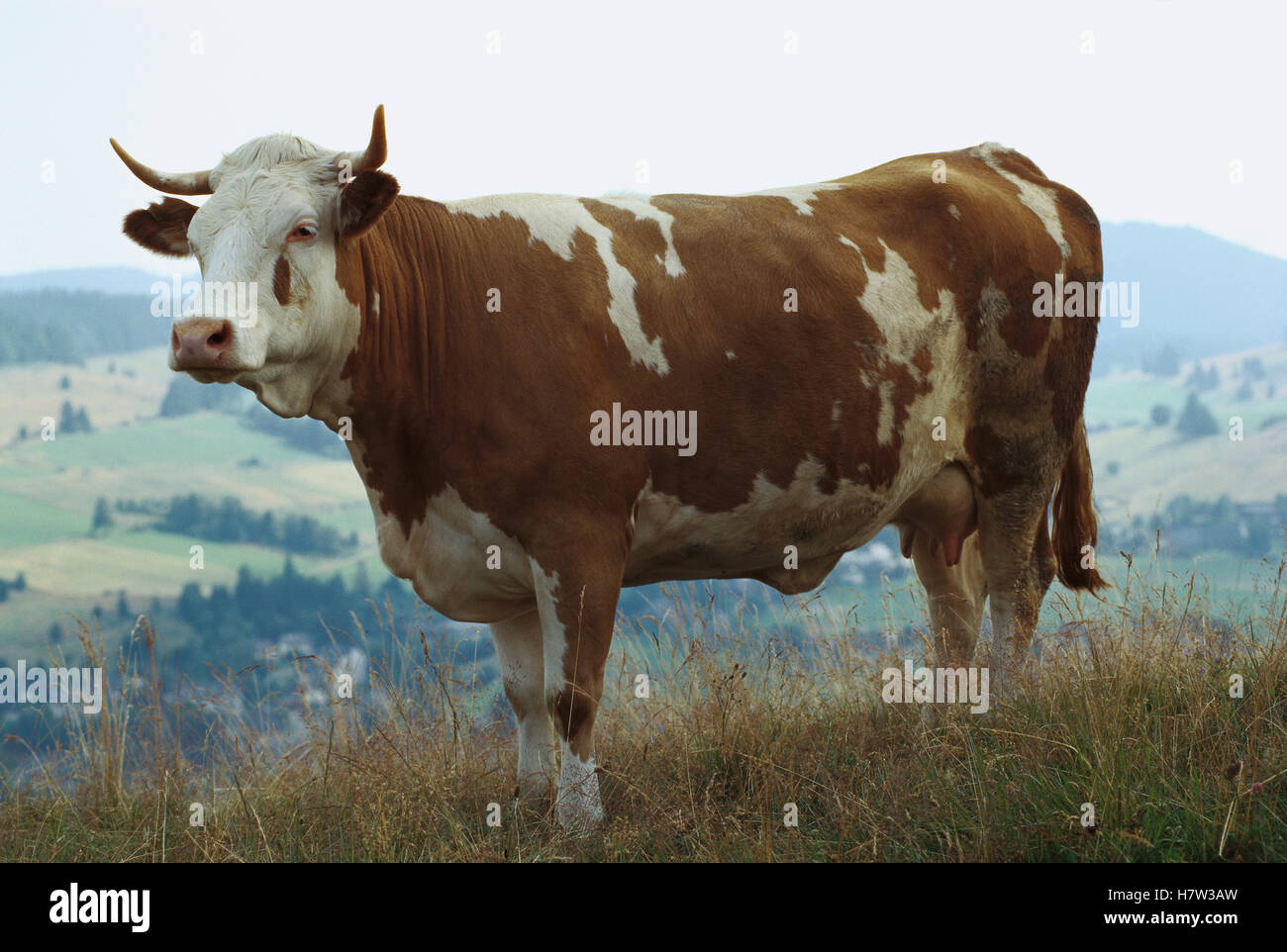 Domestic Cattle (Bos taurus) portrait of Hinterwalder breed from the ...