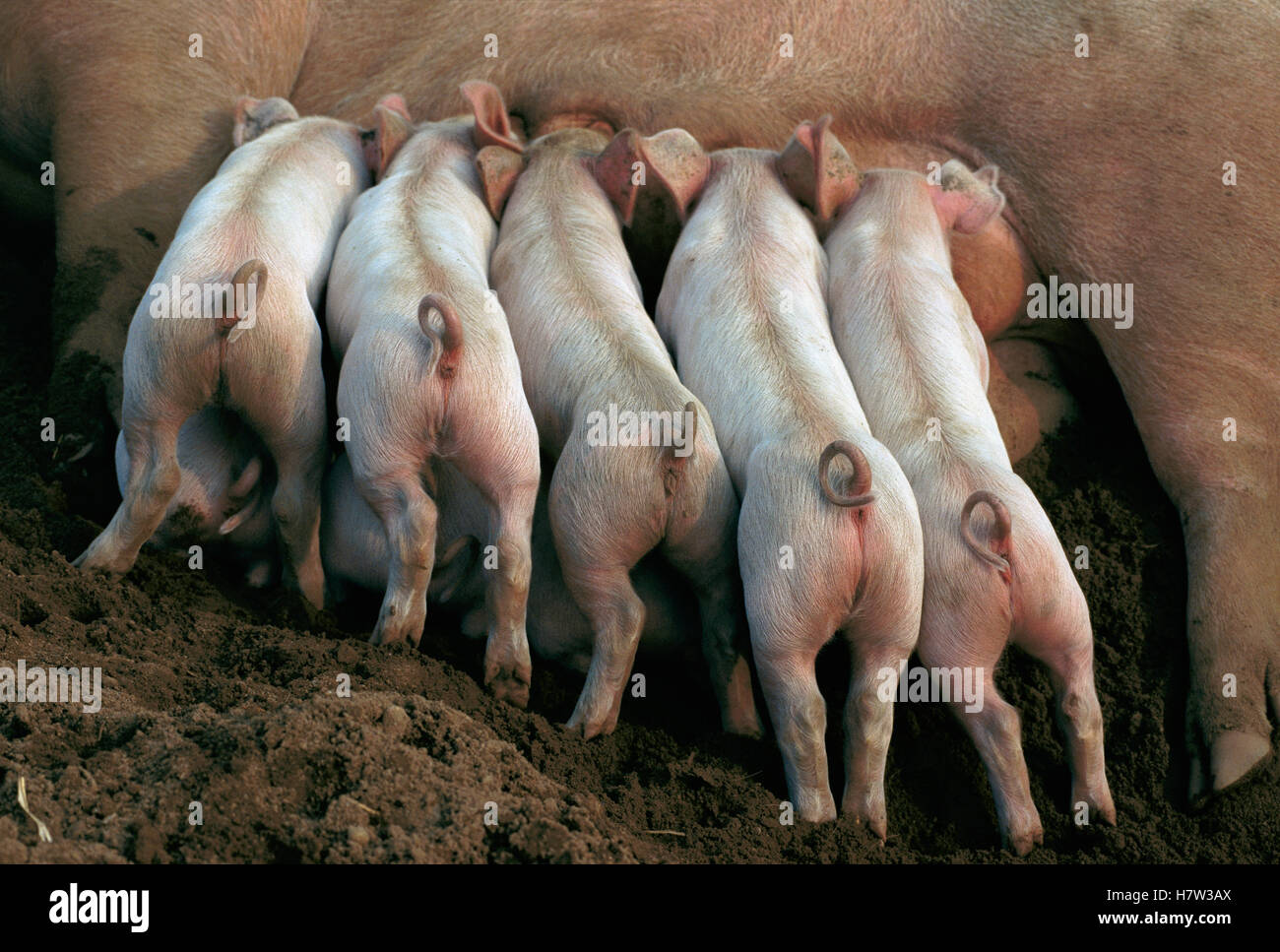 Domestic Pig (Sus scrofa domesticus) piglets nursing, northern Germany Stock Photo - Alamy
