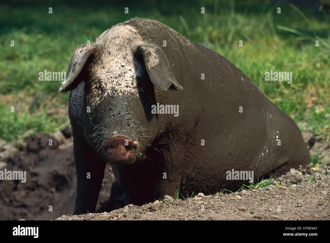 Domestic Pig (Sus scrofa domesticus) wallowing in mud to keep cool and ...
