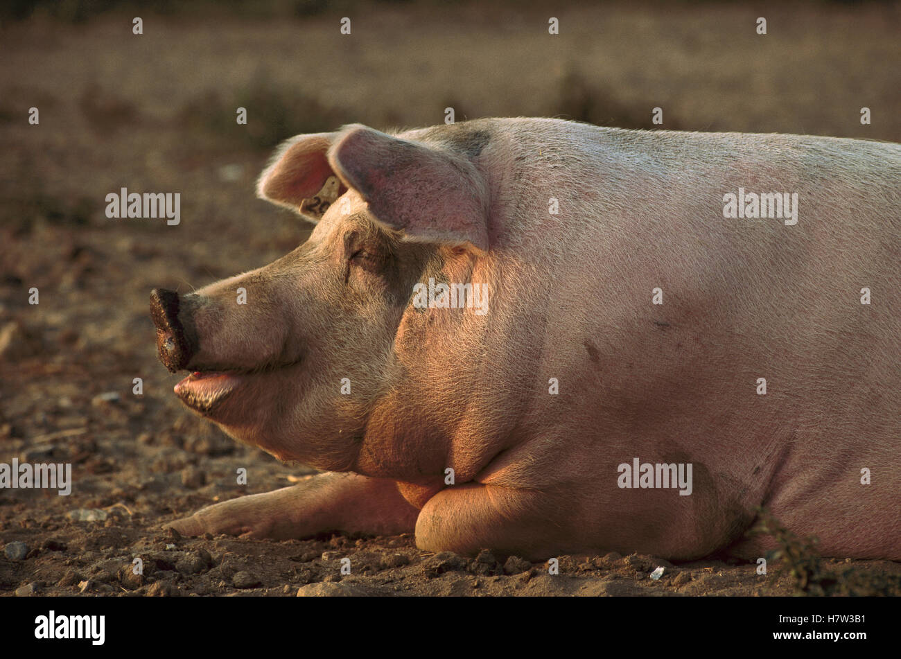 Domestic Pig (Sus scrofa domesticus) sow resting on ground, northern ...