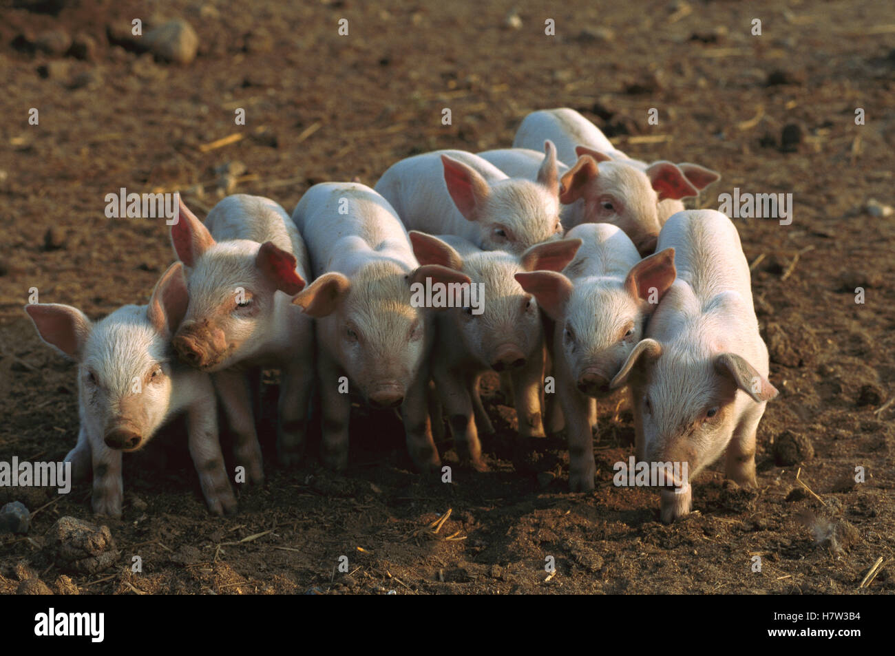 Domestic Pig (Sus scrofa domesticus) eight piglets standing close ...