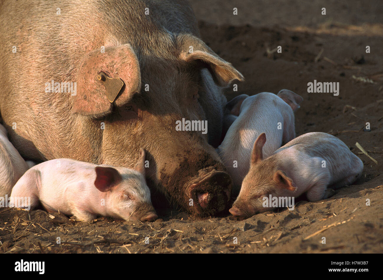Domestic Pig (Sus scrofa domesticus) mother and piglets sleeping, northern Germany Stock Photo ...