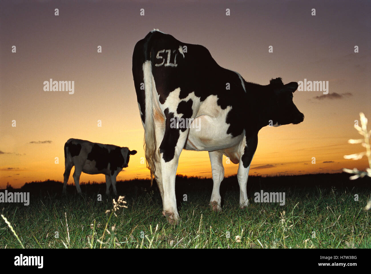 Domestic Cattle (Bos taurus) standing in field at sunset, Germany Stock ...