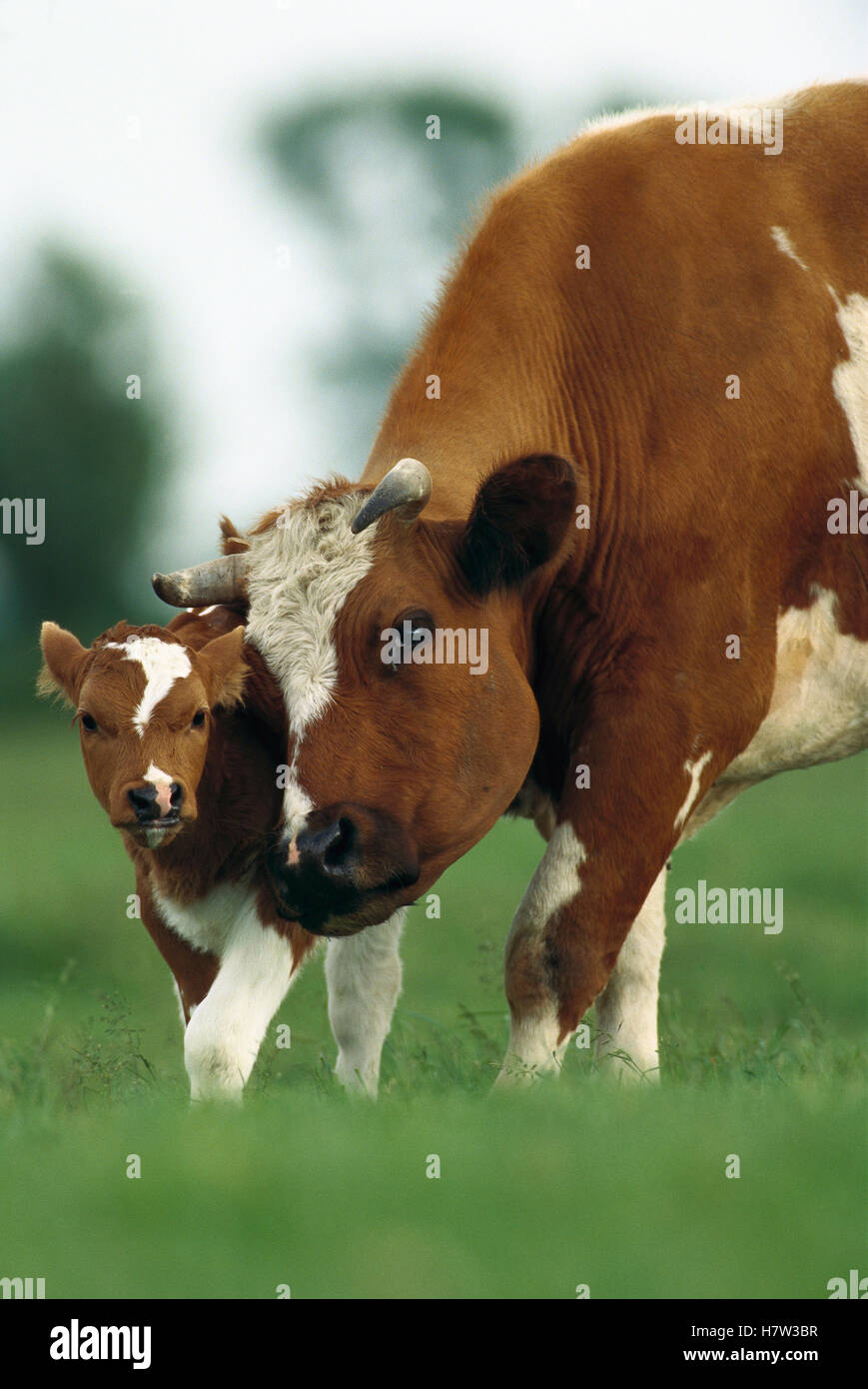 Domestic Cattle (Bos taurus) mother and calf nuzzling, Germany Stock ...