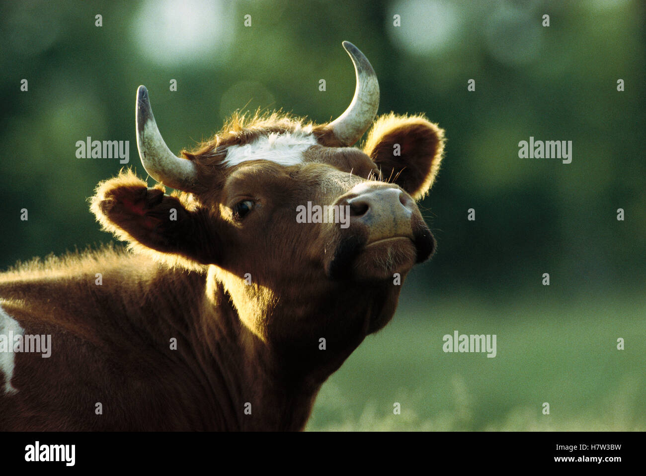 Domestic Cattle (Bos taurus) portrait, Germany Stock Photo - Alamy