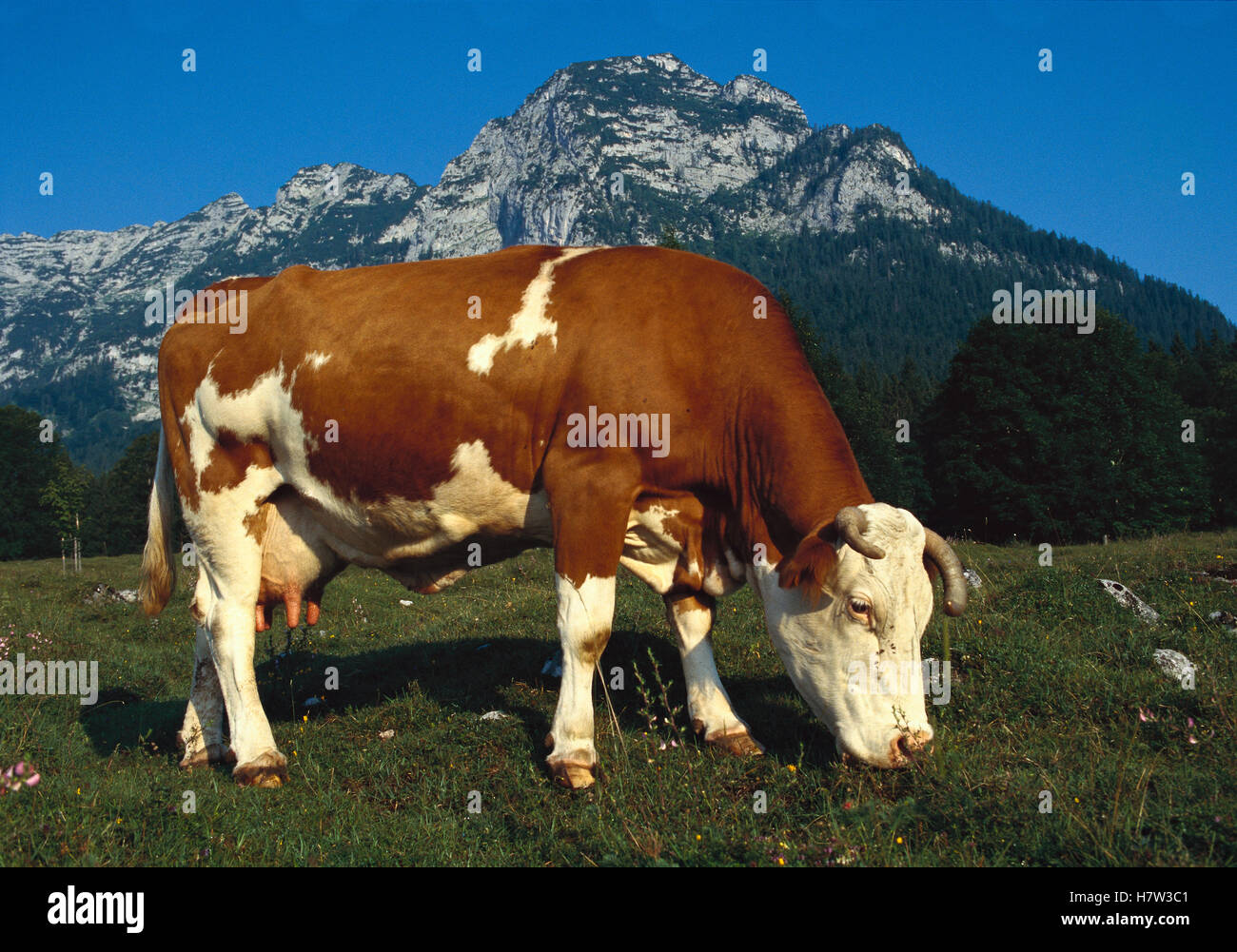 Domestic Cattle (Bos taurus) female grazing in field in Berchtesgadener ...
