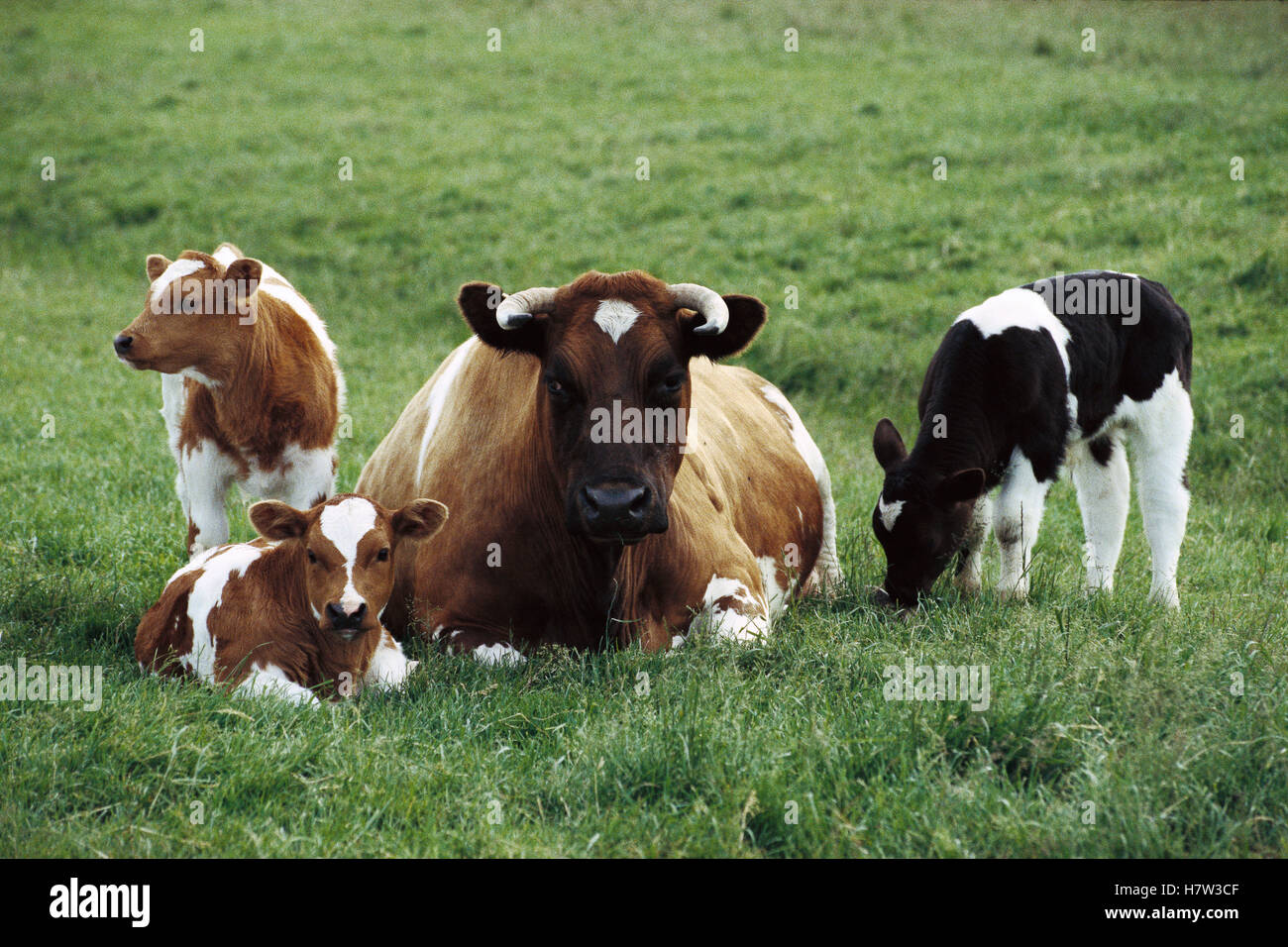 Domestic Cattle (Bos taurus) mother and three calves, Germany Stock ...