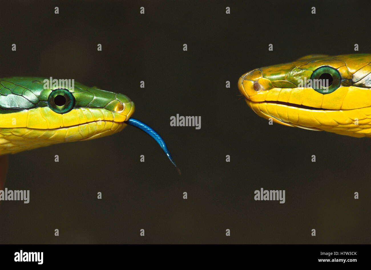 Colubrid Snake (Elaphe sp) two making initial contact, using tongue ...