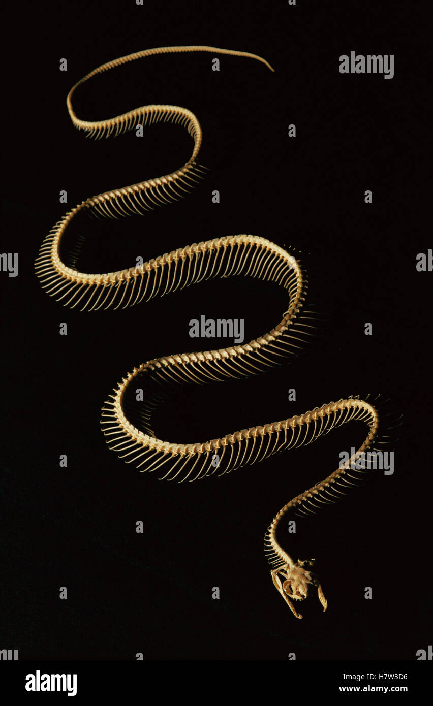 Snake skeleton, snakes have the most vertebrae, up to 400, of all ...