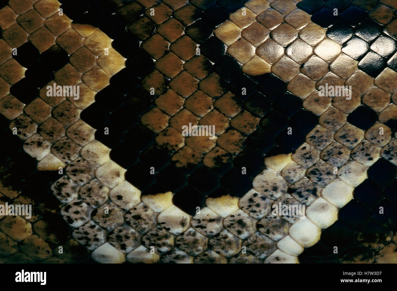 Asian Rock Python (Python molurus) close-up detail of skin showing ...