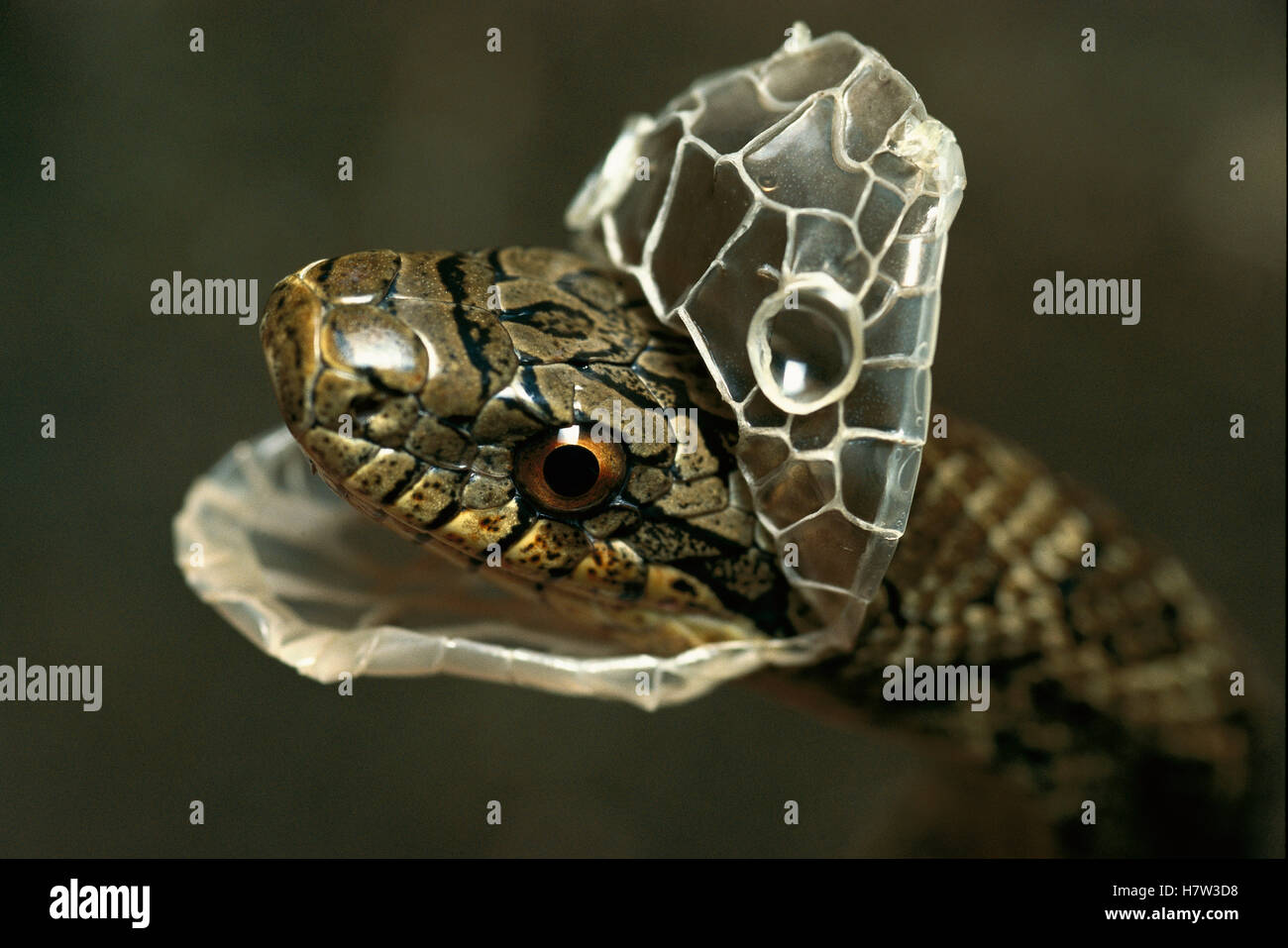 Dione Rat Snake (Elaphe dione) beginning to shed its skin, native to ...