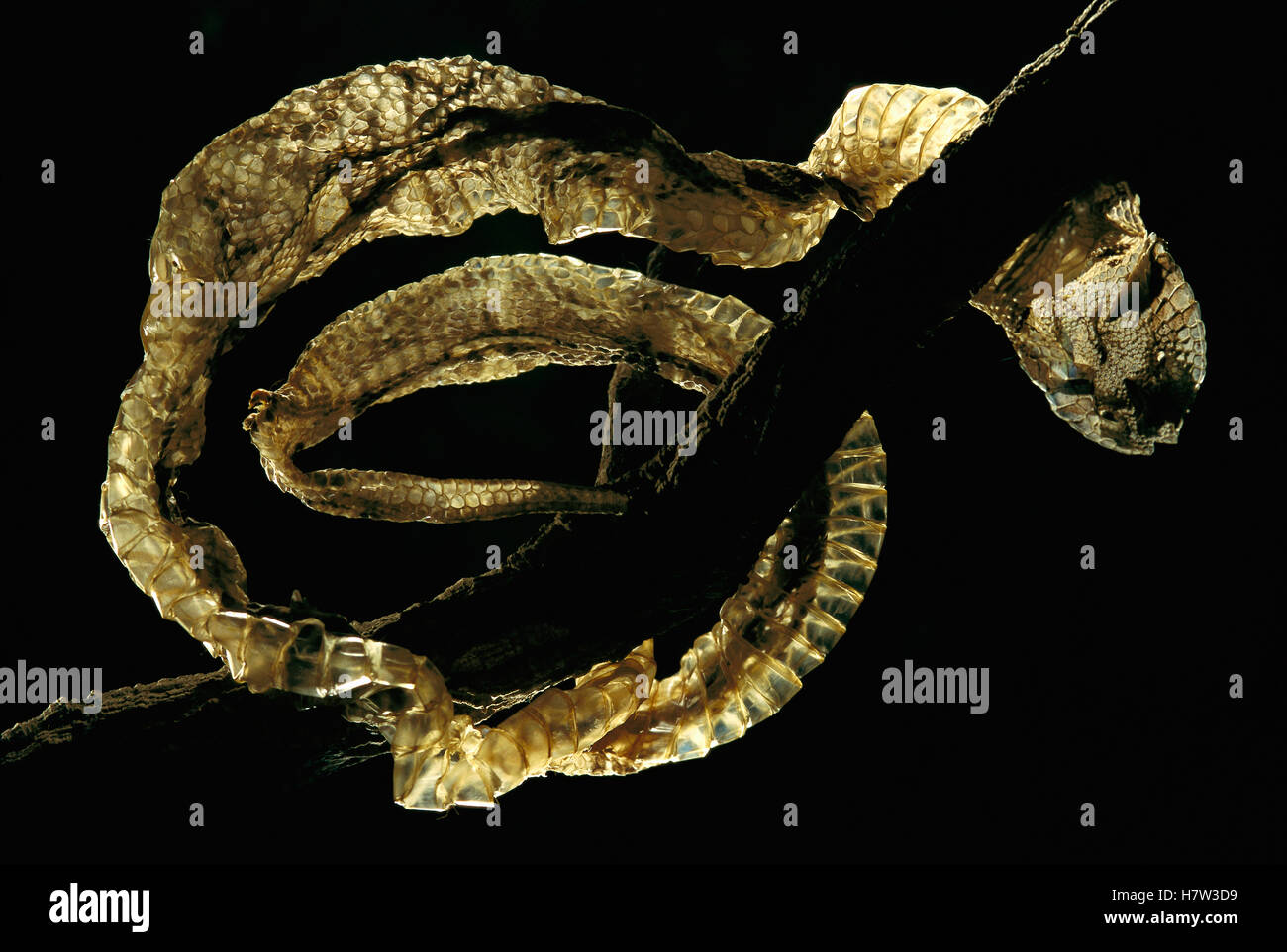 Gaboon Viper (Bitis gabonica) shed skin hanging on a branch, native to ...
