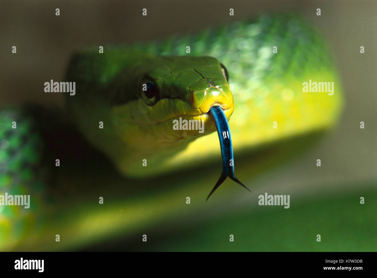 Colubrid Snake (Elaphe sp) close-up portrait showing use of tongue ...