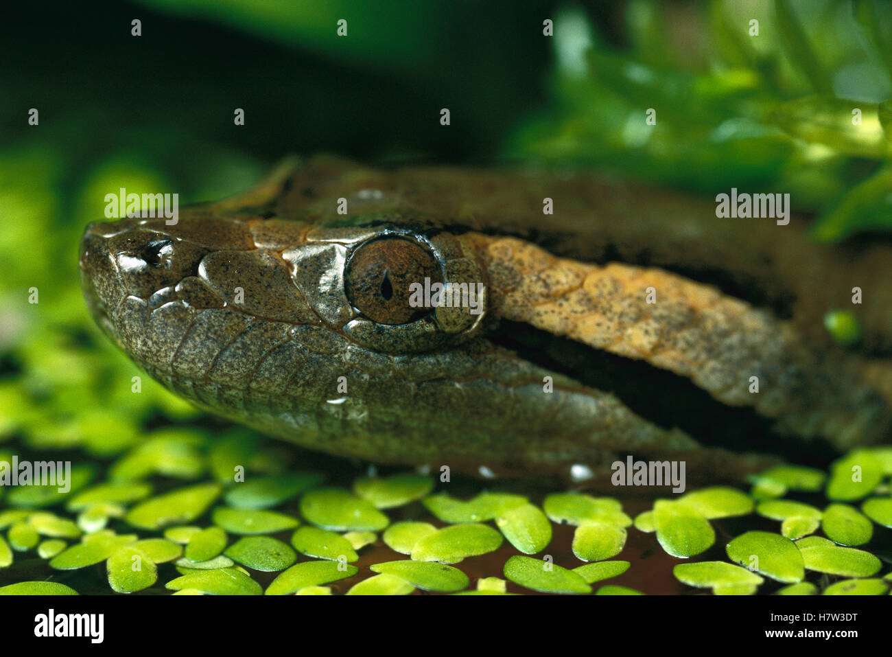 Green Anaconda Snake In Water