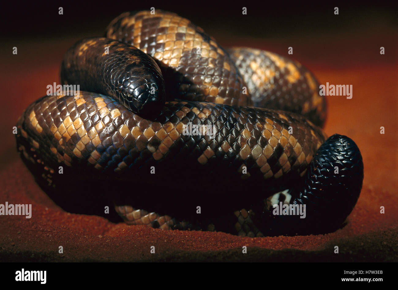 Calabar Ground Boa (Charina reinhardtii) as a defensive behavior, coils ...