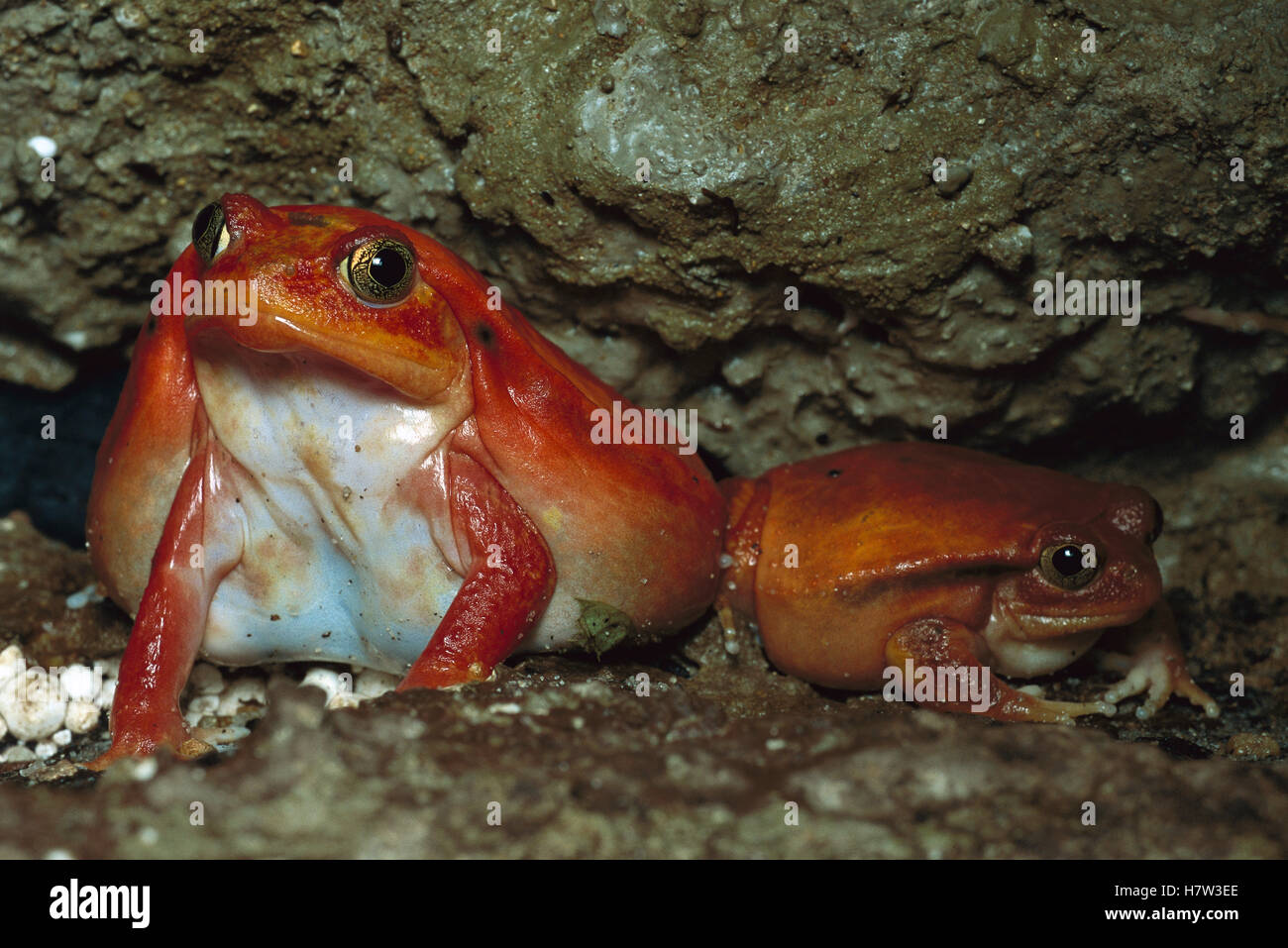 Tomato Frog (Dyscophus antongilii) two sitting in their cave, very rare ...