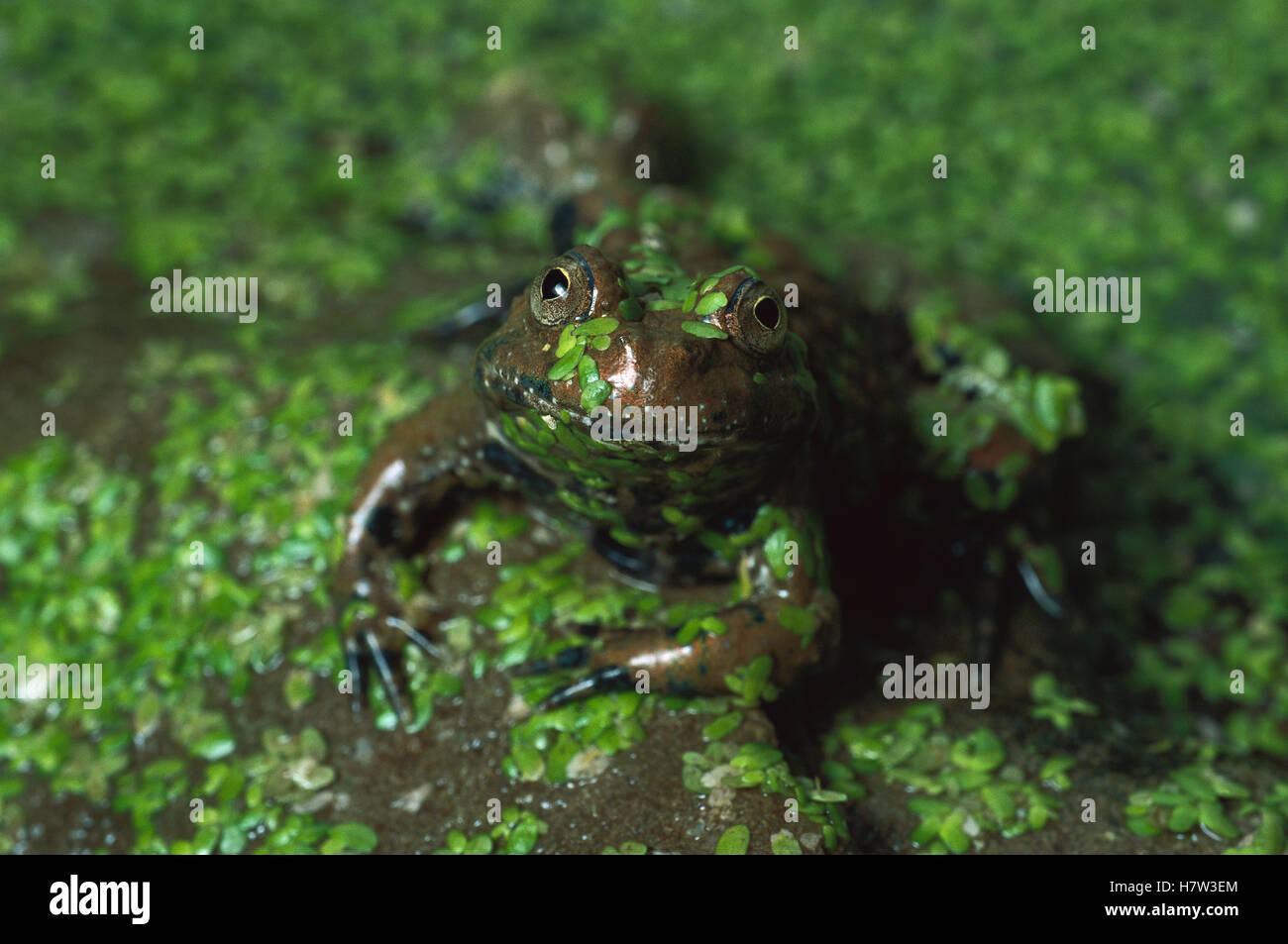 Giant Fire-bellied Toad (Bombina maxima) covered in duckweed, native to ...