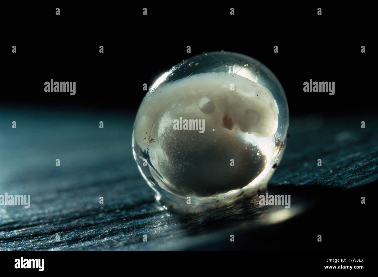 Caribbean Tree Frog (Eleutherodactylus coqui) transparent egg with ...