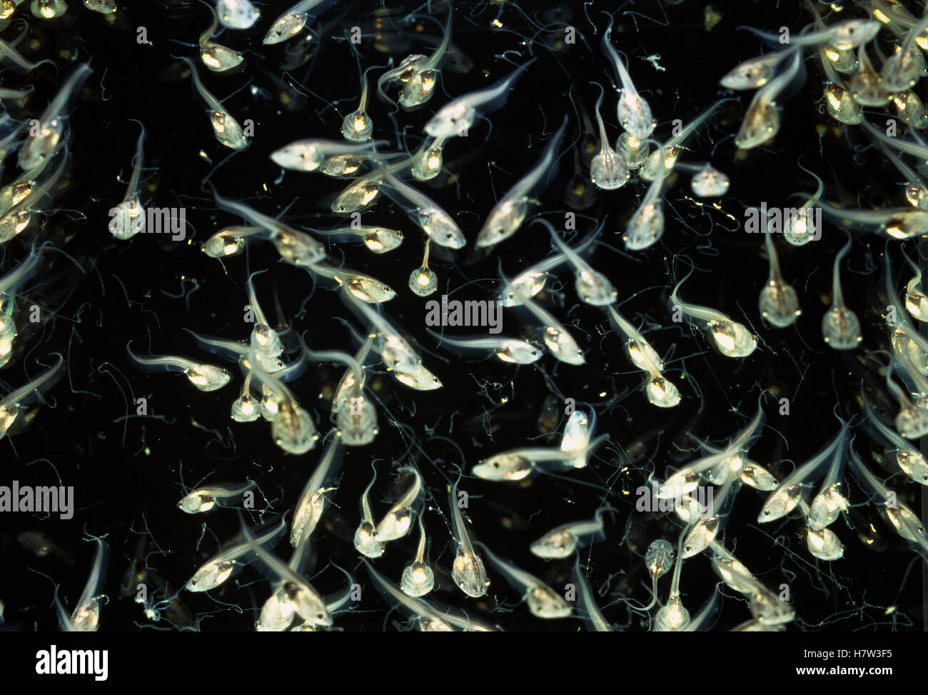 African Clawed Frog (Xenopus laevis) tadpoles, aquatic frog species ...