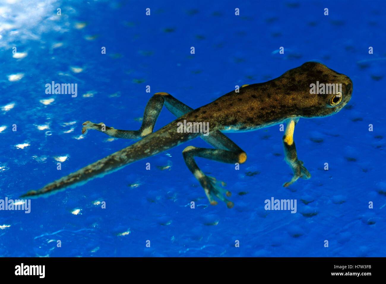 Cayenne Slender-legged Tree Frog (Osteocephalus leprieurii) tadpole ...