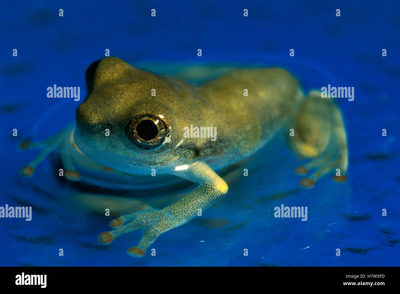 Cayenne Slender-legged Tree Frog (Osteocephalus leprieurii) completely ...