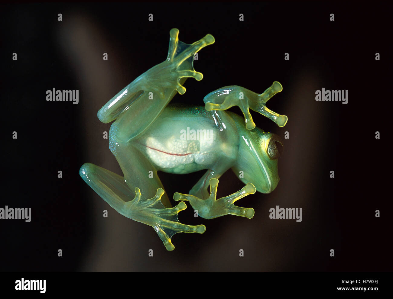 Glass Frog (Cochranella antisthenesi) transparent skin shows body ...