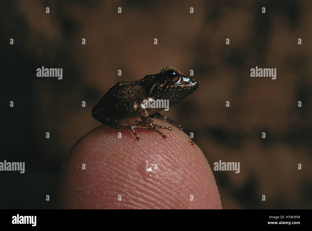 Caribbean Tree Frog (Eleutherodactylus coqui) young frog on a person's ...