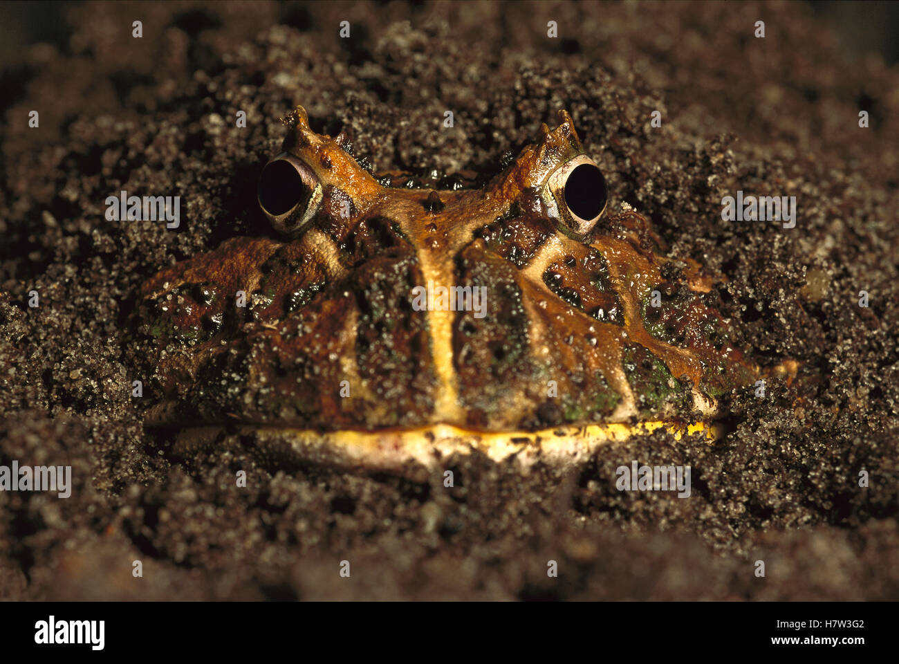 Cranwells horned frog ceratophrys cranwelli hi-res stock photography ...